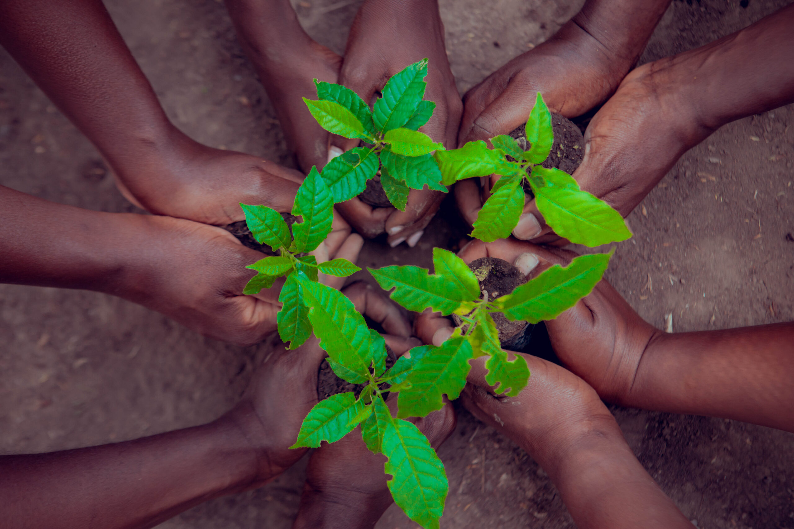 Forest Causes – WWF Kenya