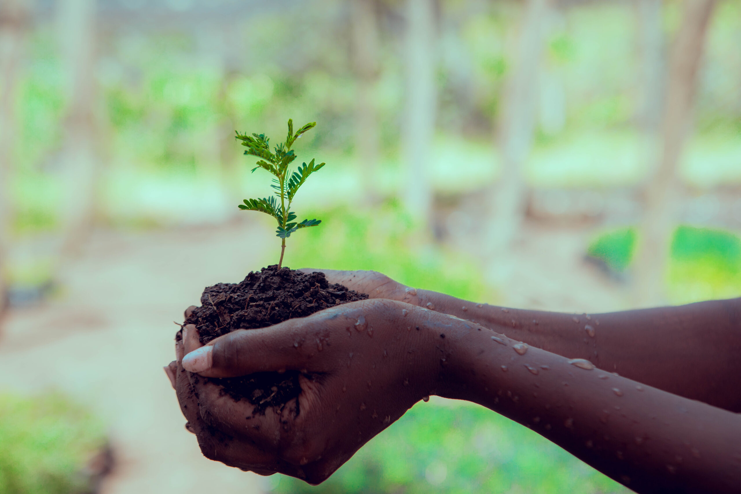 Forest Causes – WWF Kenya