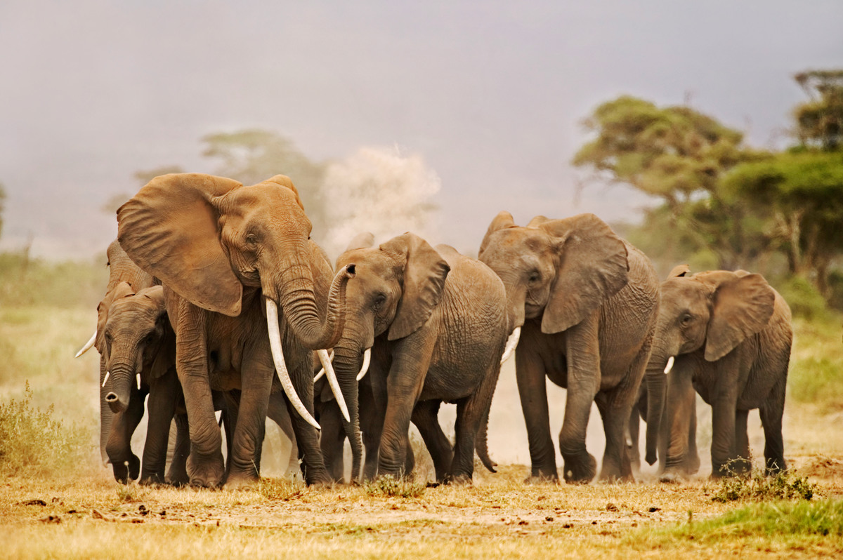 WWF Kenya – Donations